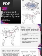 Digestive System of Goats | PDF | Ruminant | Digestion