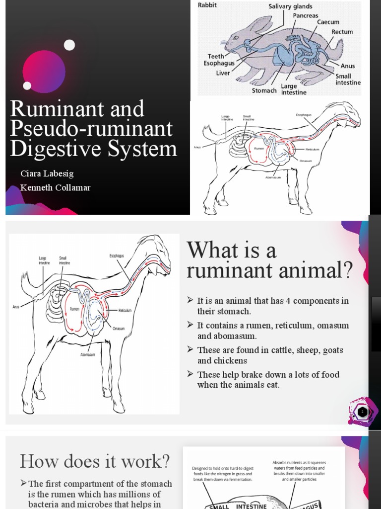 Ruminant and Pseudo-Ruminant Digestive System | PDF | Home & Garden ...