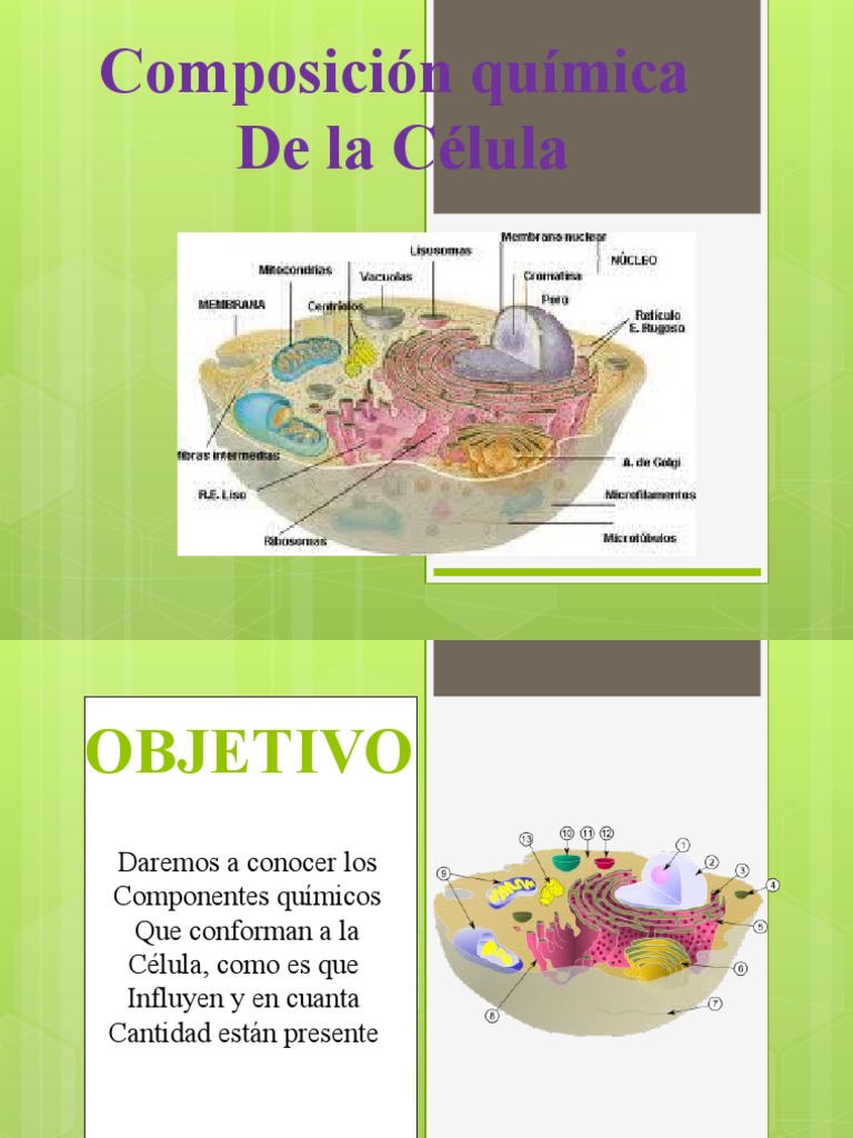 Composicion Quimica de La Celula | PDF | Biología Celular) | Membrana ...