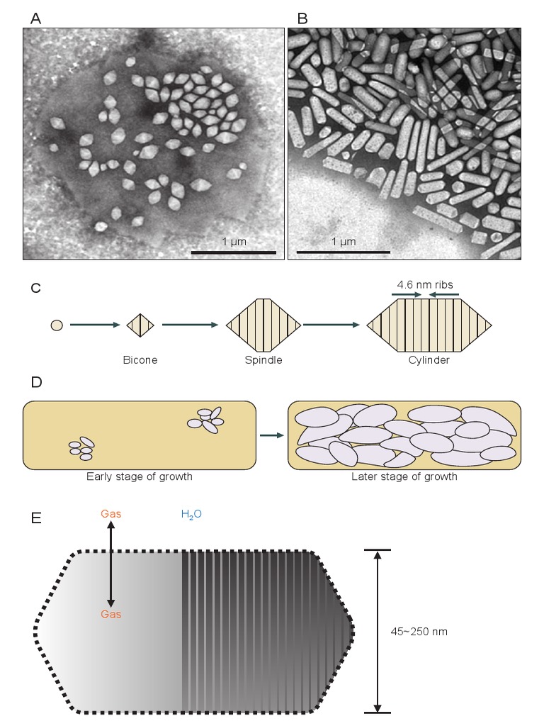 Gas Vesicles Pdf