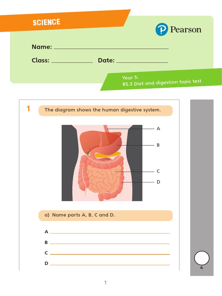 Ip PT Ip Science Y5 dd2019 | PDF | Digestion | Nutrition