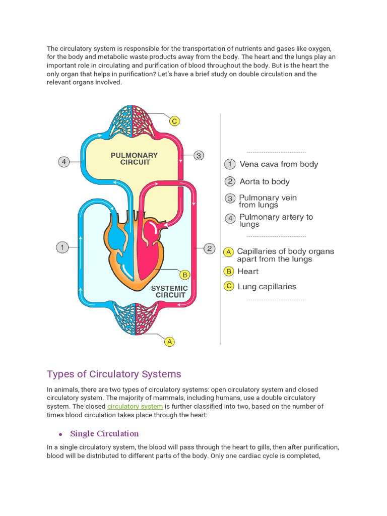 Double Circulation | PDF | Heart | Atrium (Heart)