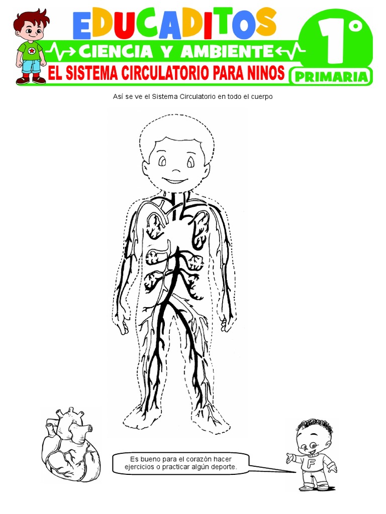 El Sistema Circulatorio Para Ninos Primer Grado De Primaria Pdf