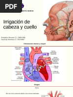 Anatomia Topografica de Cabeza y Cuello | PDF | Cráneo | Sistema esquelético