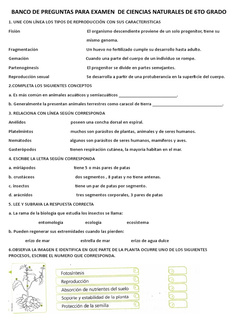 Banco de Preguntas: Ciencias Naturales 6° | PDF | Plantas | Hoja