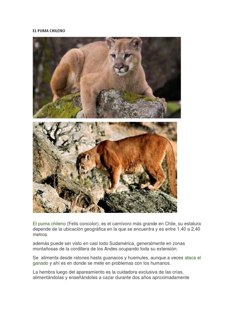 El Puma Chileno | PDF