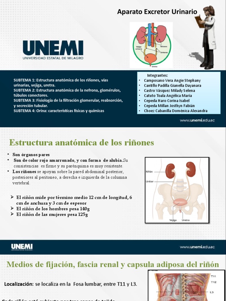 Exposicion (Morfo) - 6-1-2 | PDF | Riñón | Sistema urinario
