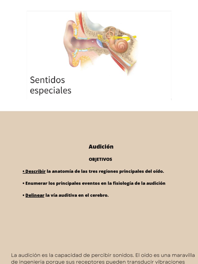 Anatomía y Fisiología de la Audición | PDF | Oído | Escuchando