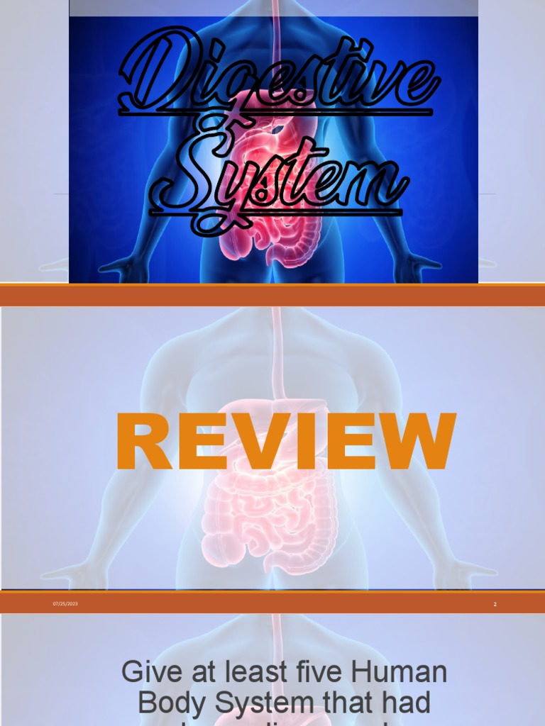 Digestive System For Teachers | PDF | Digestion | Gastrointestinal Tract