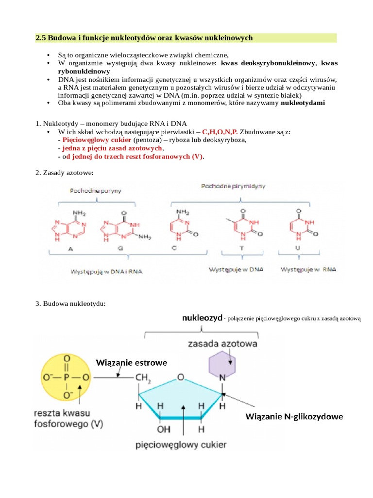 2.5 Budowa I Funkcje Nukleotydów Oraz Kwasów Nukleinowych | PDF