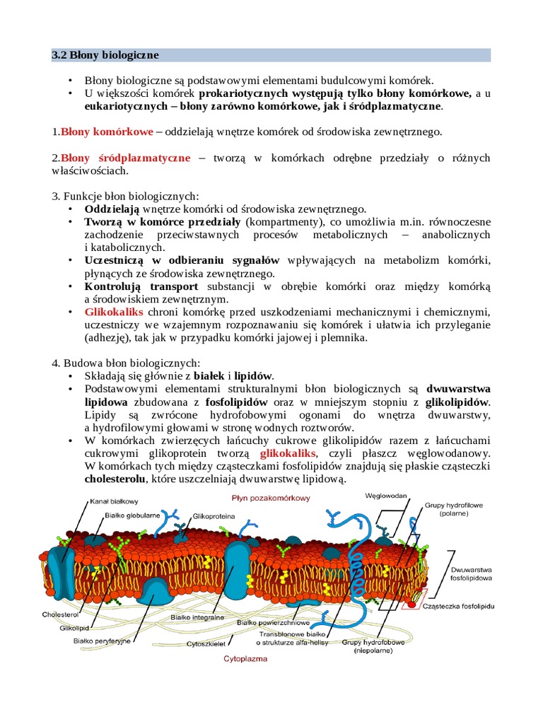 3.2 Błony Biologiczne | PDF