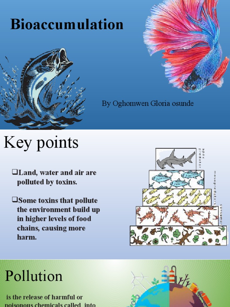 Bio Accumulation | PDF | Pollution | Environmental Science