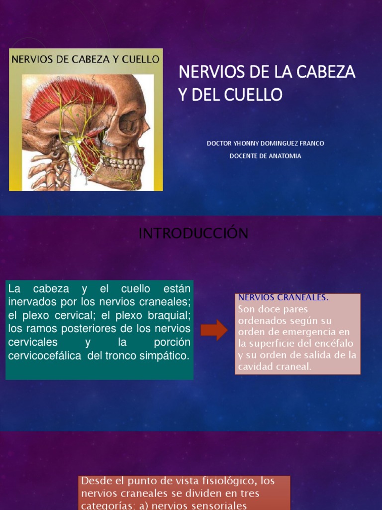 Nervios Craneales de Cabeza y Cuello | PDF | Neuroanatomía | Cara