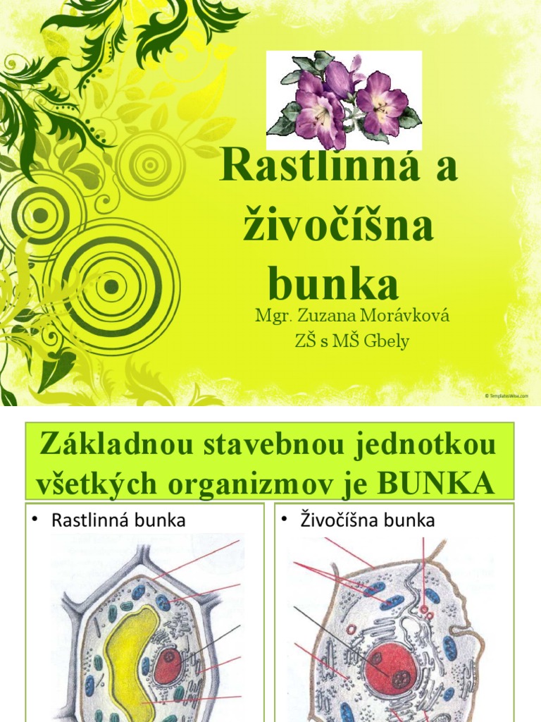 Rastlinná A Živočíšna Bunka | PDF