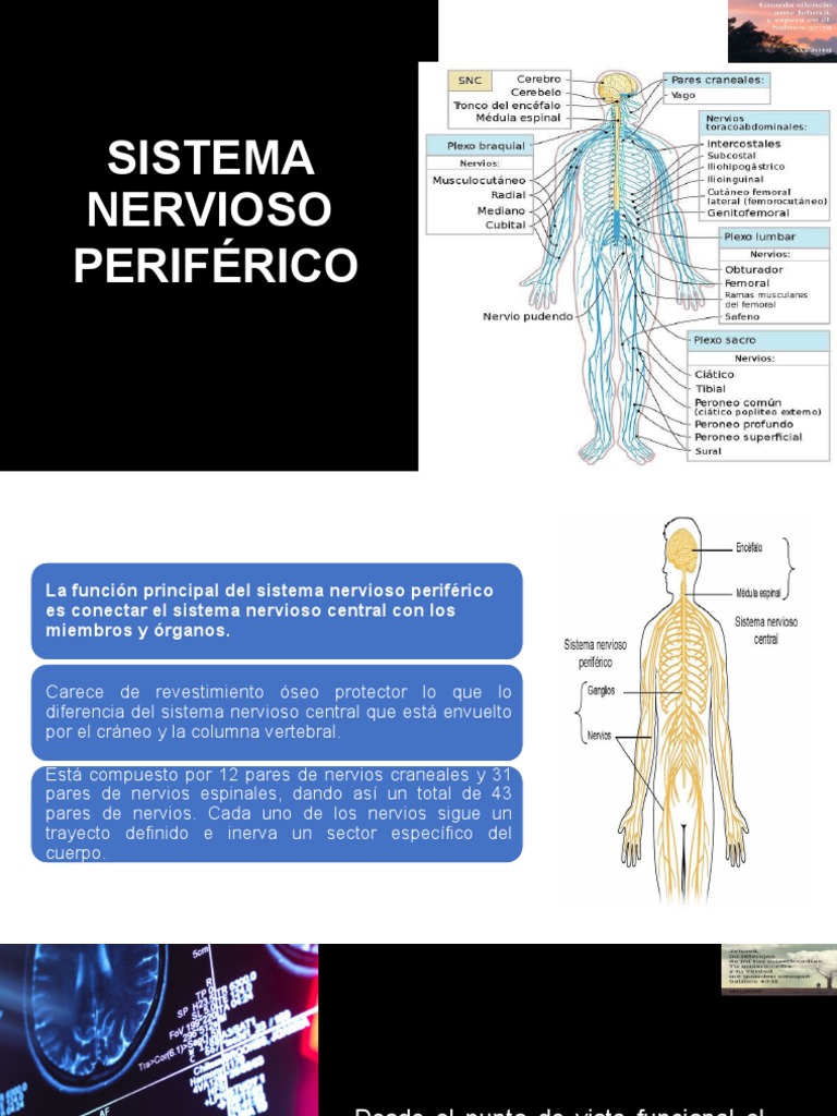 Clase 5 Neuroanatomia | PDF | Anatomía | Órgano (anatomía)