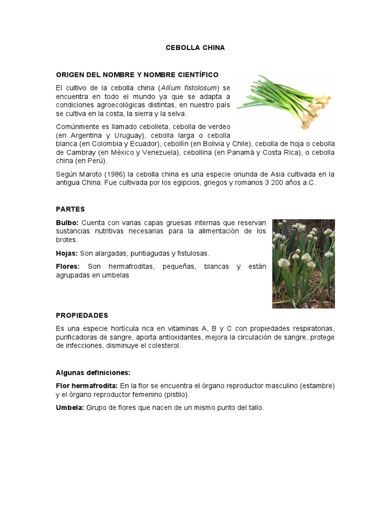 Cebolla China | PDF