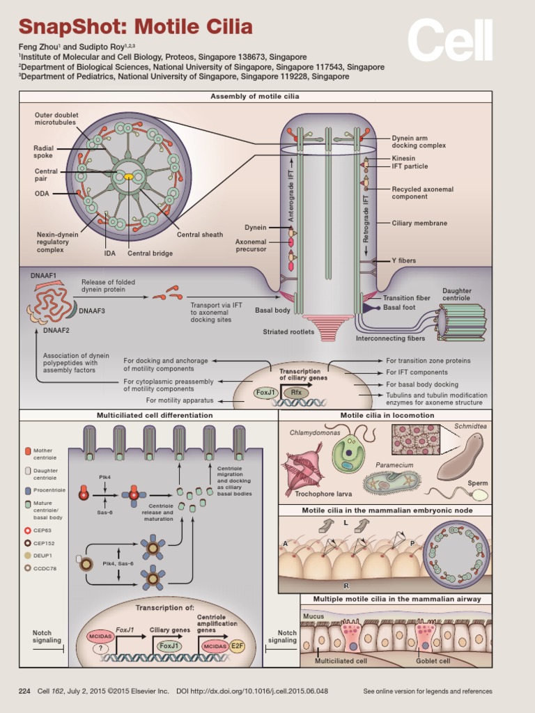 Snapshot Motile Cilia | PDF | Cell Anatomy | Cell Biology