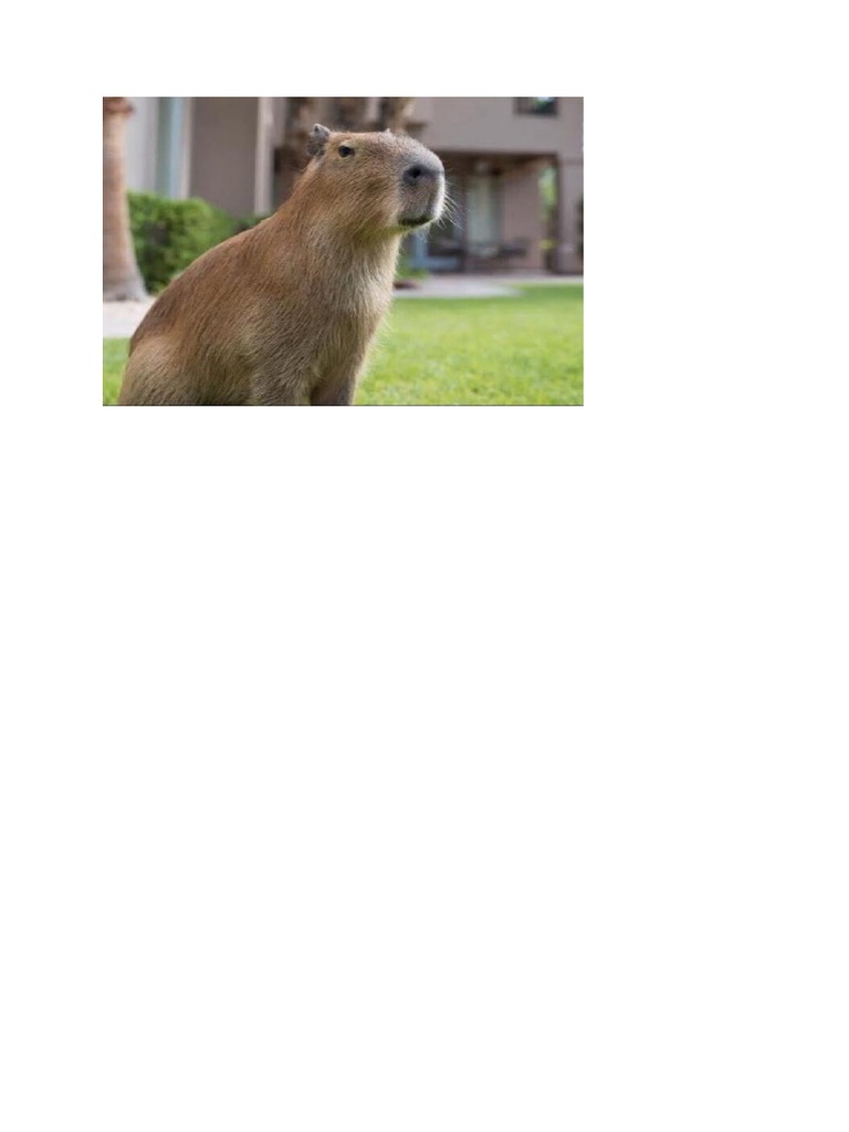 CAPYBARA | PDF
