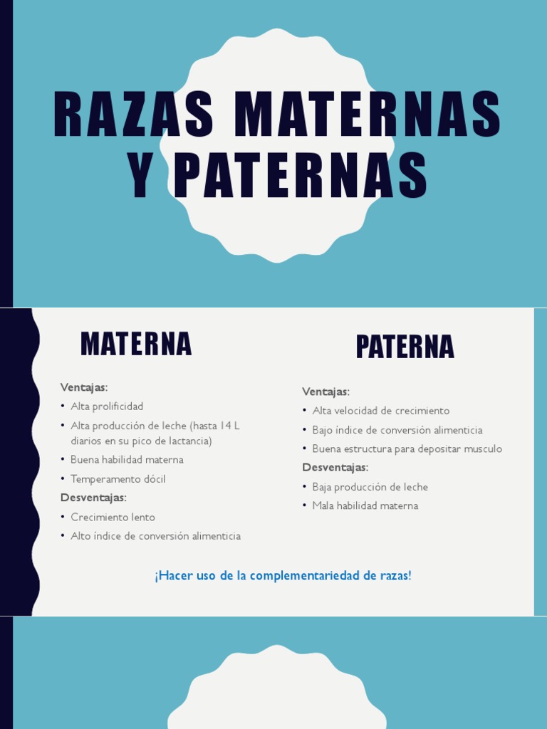 Razas Maternas y Paternas de Cerdos | PDF | Cerdo | Carne