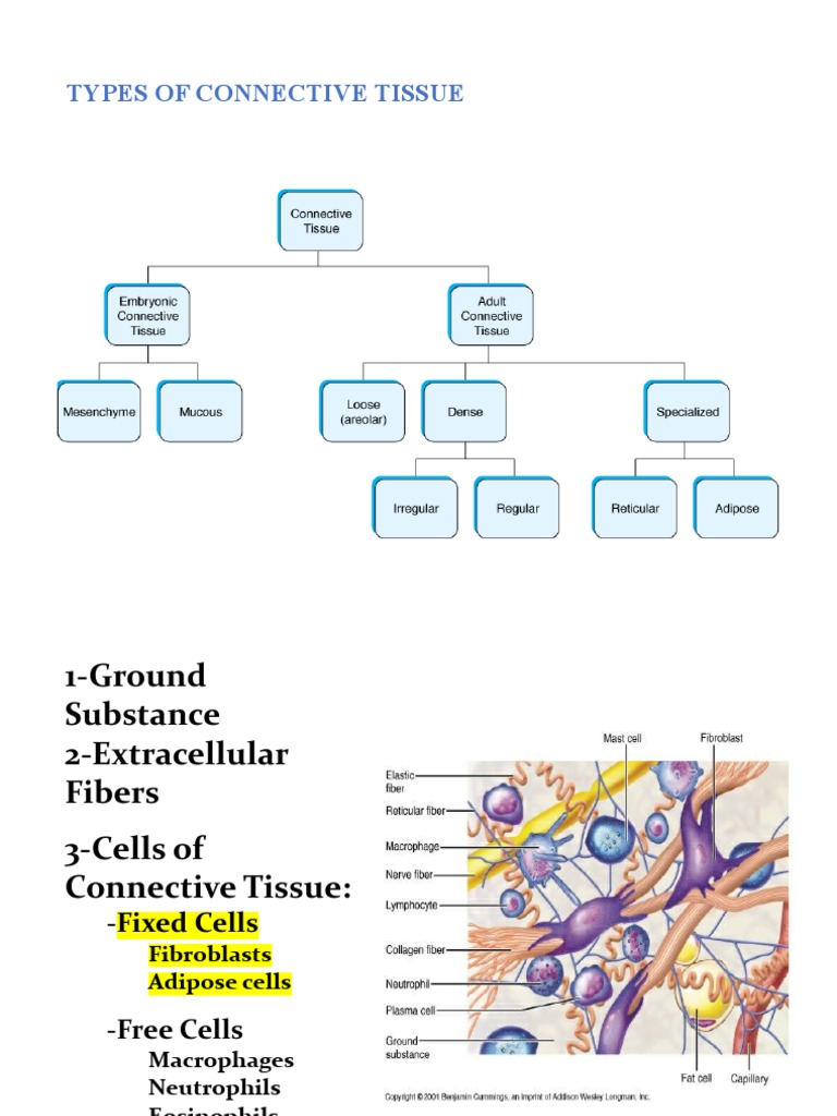 Connective Tissue Types & Functions | PDF | Connective Tissue | Collagen