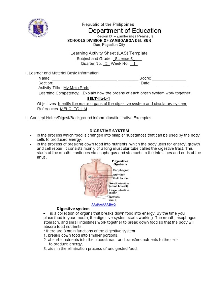 Science 6 Q2 Week 1 LAS: Organs Overview | PDF | Gastrointestinal Tract ...