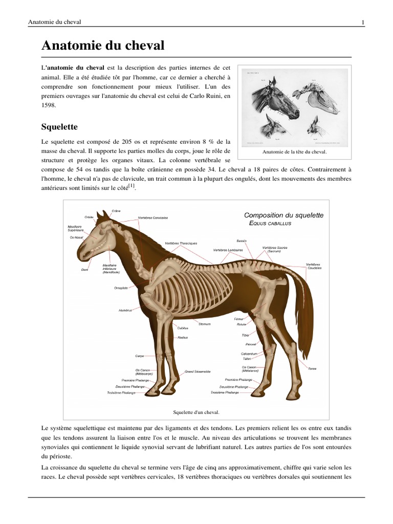 Anatomie du cheval : Squelette et muscles | PDF | Études des langues ...