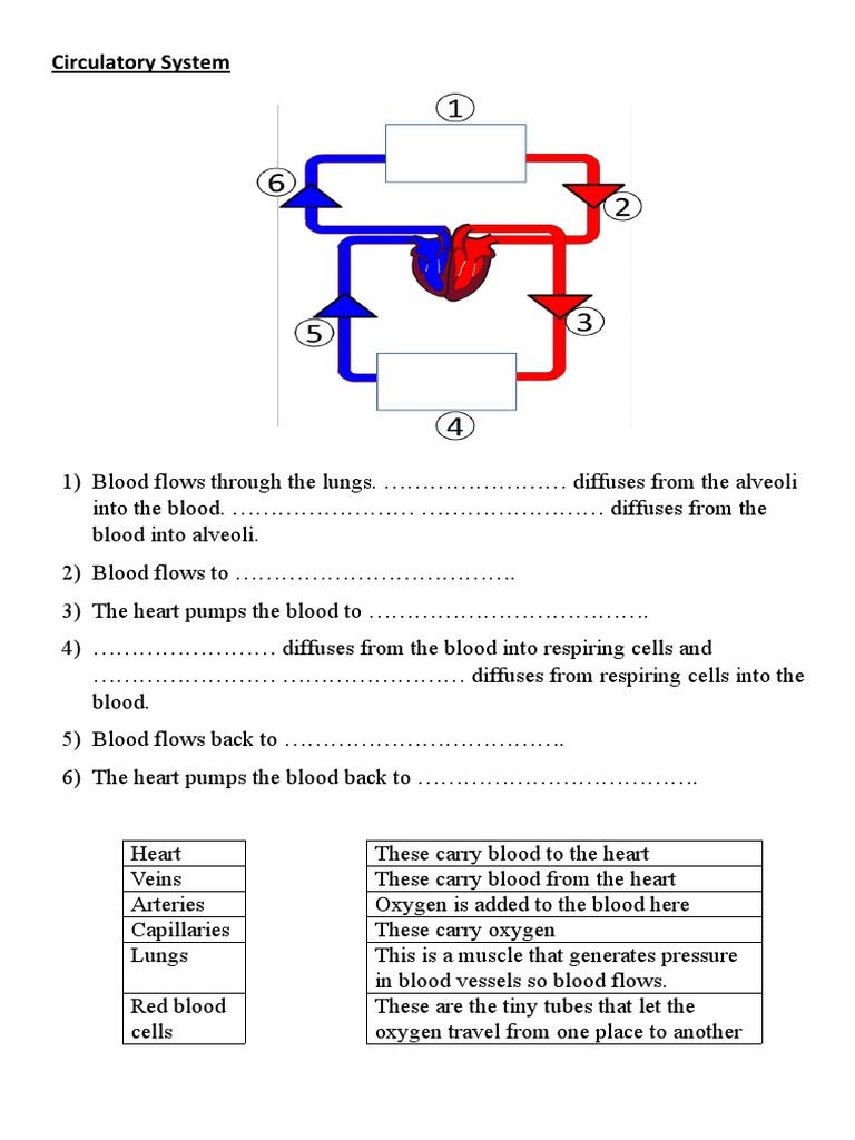Circulatory System Handout - Advanced | PDF