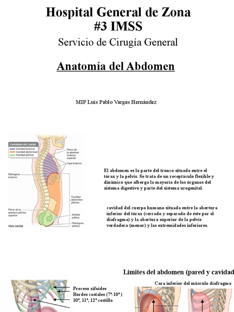 Abdomen | PDF | Abdomen | Pelvis