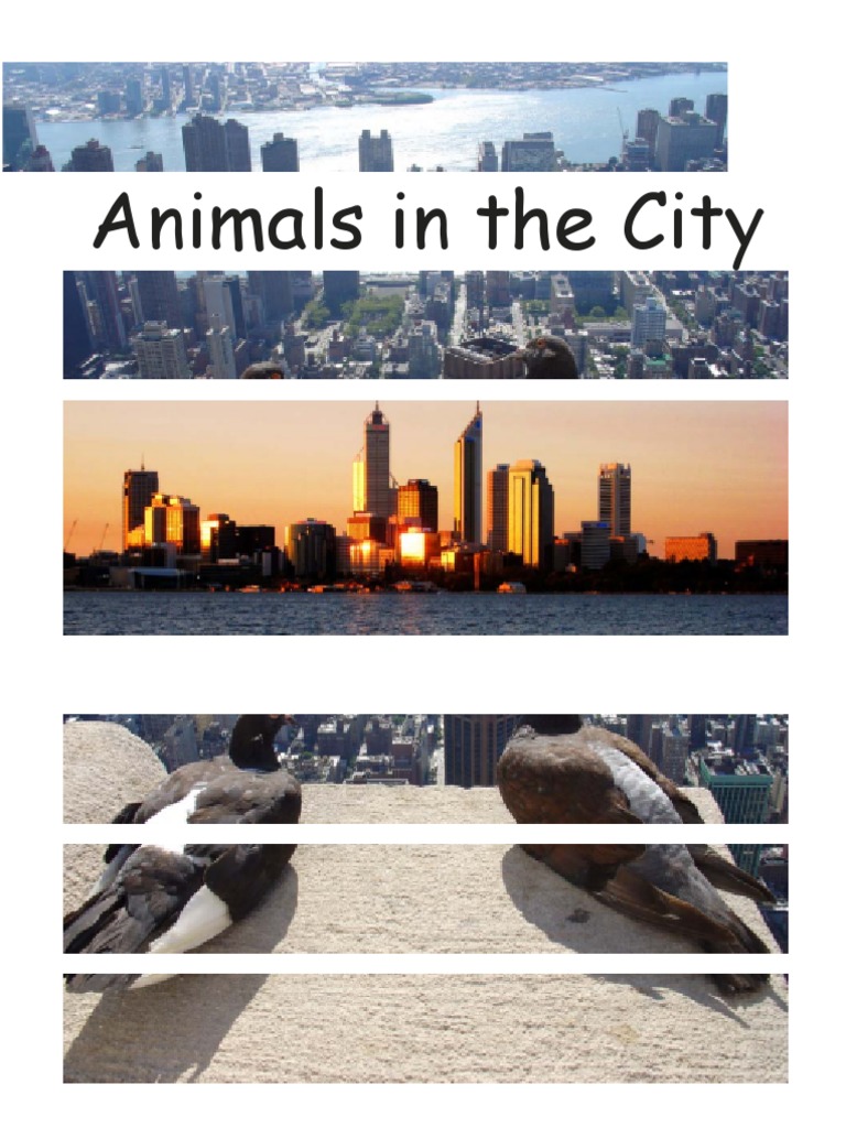 Urban Wildlife Exploration for Kids | PDF | Creative Commons License ...