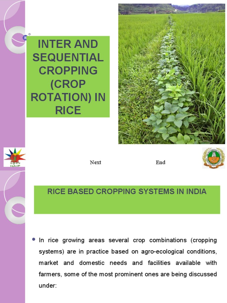 Rice Intercropping | PDF | Rice | Legume