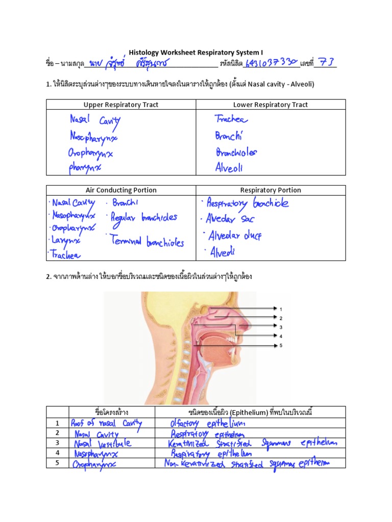 RS I Histology Worksheet | PDF