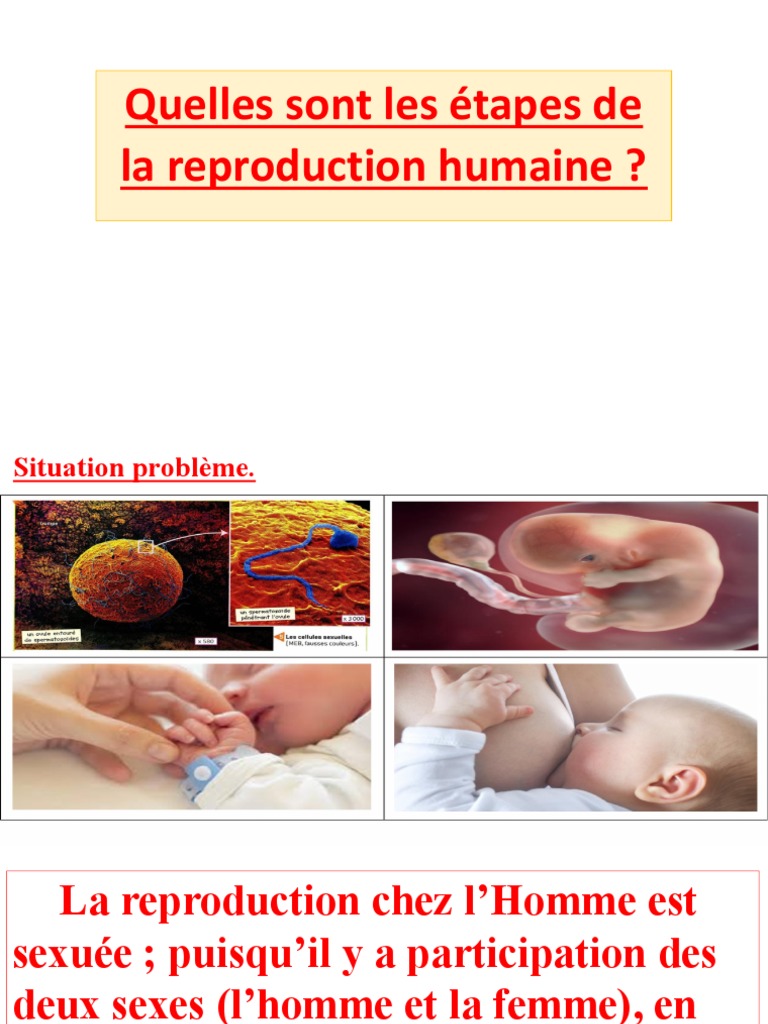 Comprendre la Reproduction Humaine | PDF | Cycle menstruel | Système reproducteur