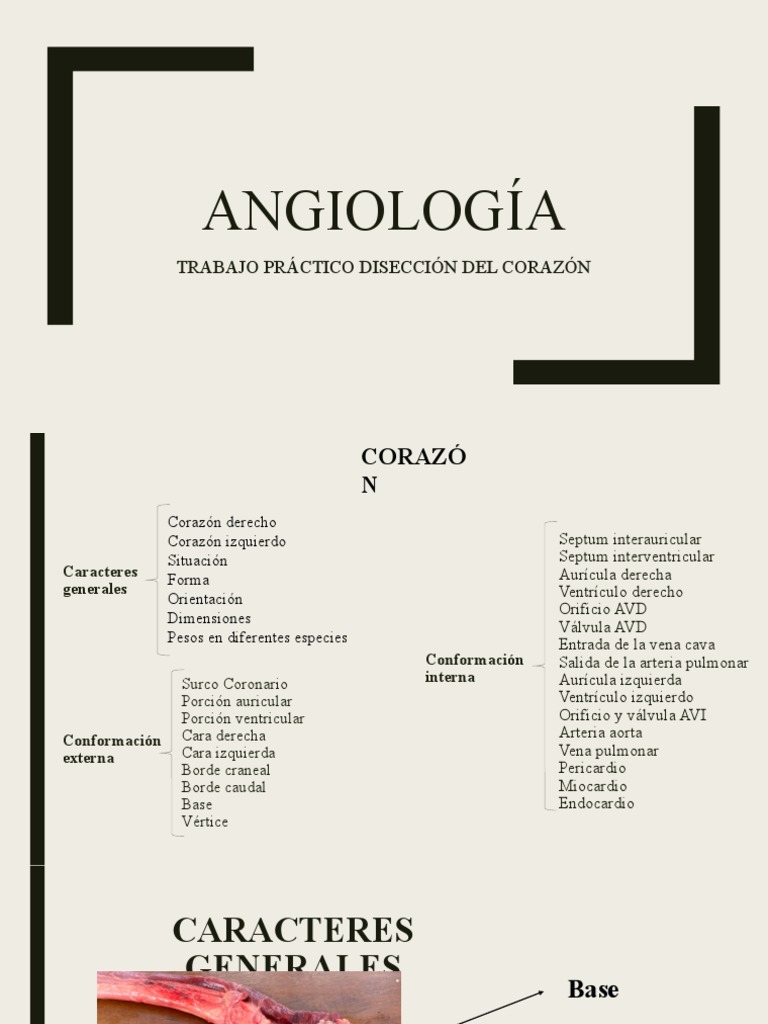 Anatomía y Función del Corazón Animal | PDF | Corazón | Ventrículo ...
