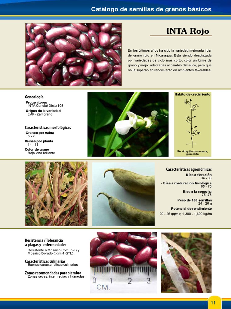 Frijol Inta Rojo | PDF | Cultivos | Botánica