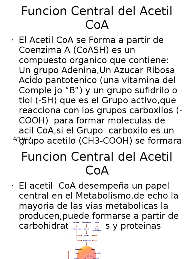 Función del Acetil CoA en Metabolismo | PDF