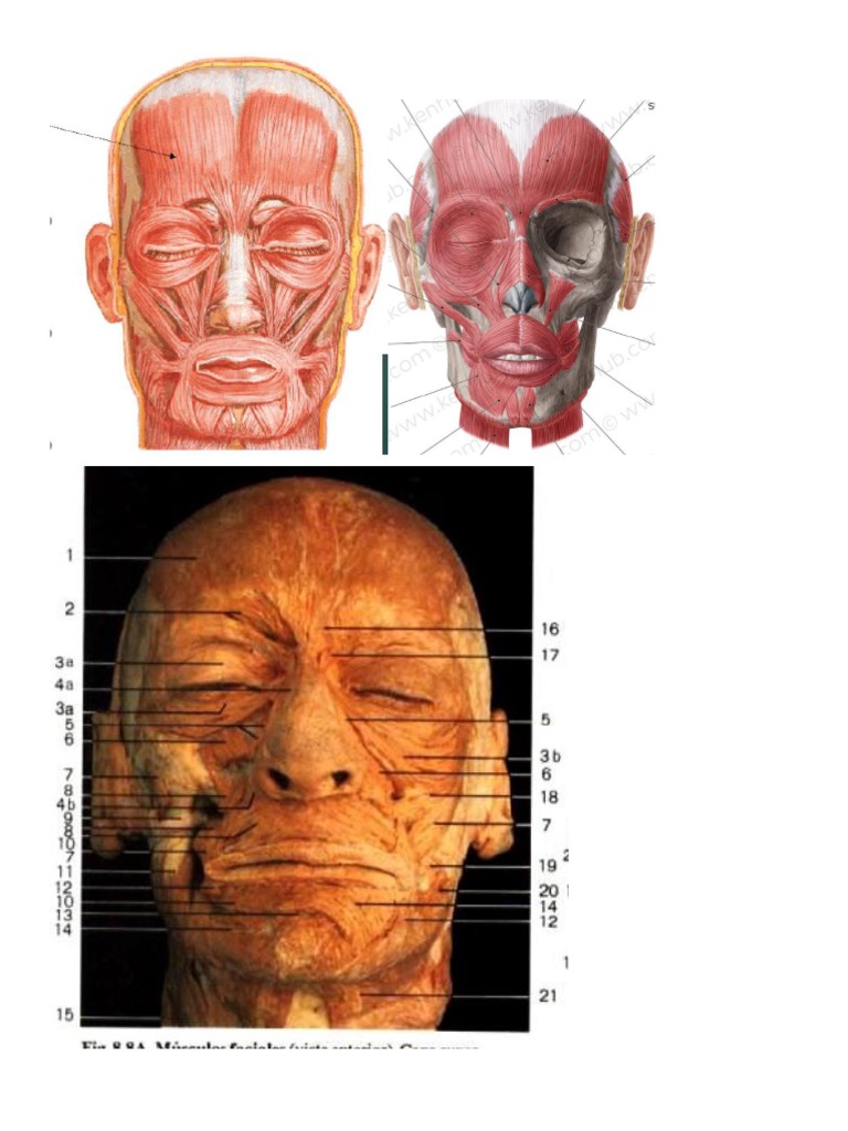 Musculos de La Mimica Facial | PDF