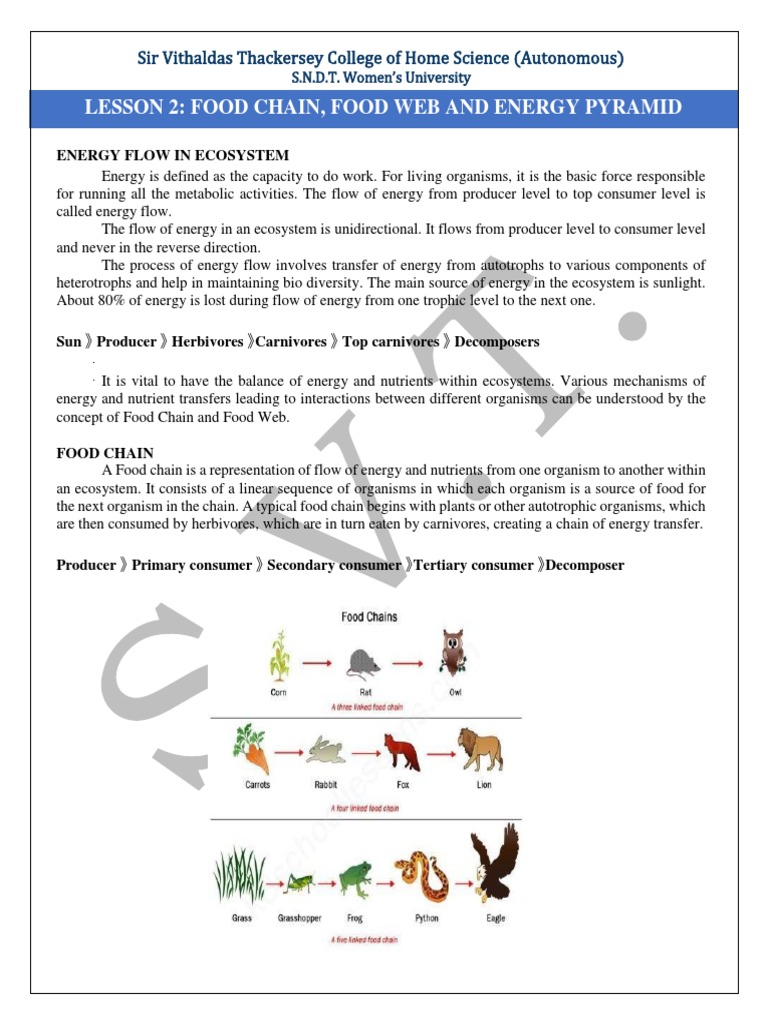 Food Chains Worksheet Final | PDF | Food Web | Ecosystem