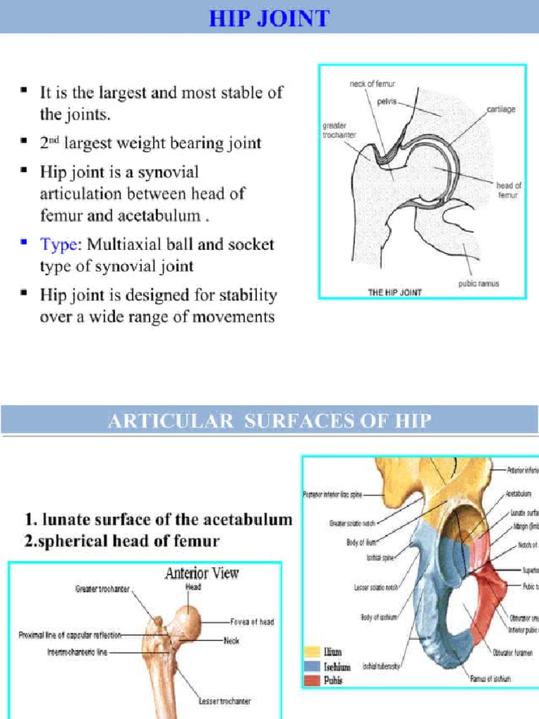 Surgical Approach To The Hip Joint | PDF