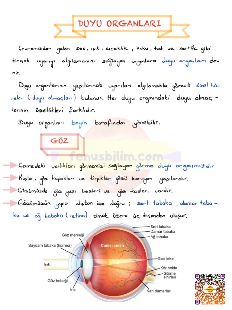 Duyu Organlari FENUSBILIM DERS NOTU | PDF