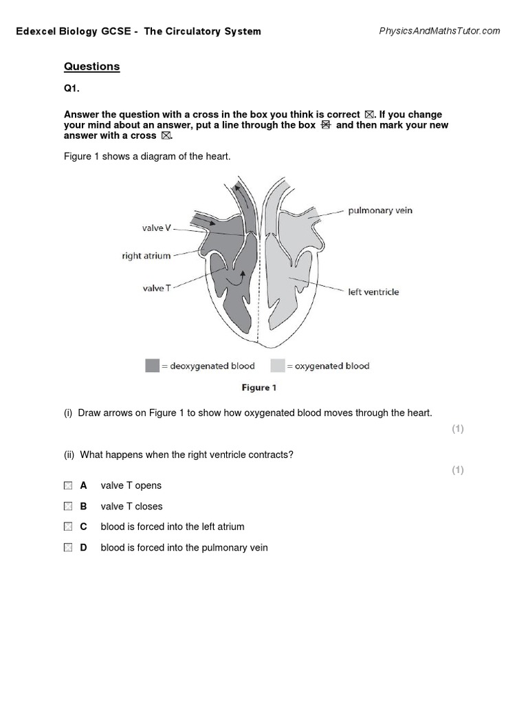 The Circulatory System Pdf Blood Heart