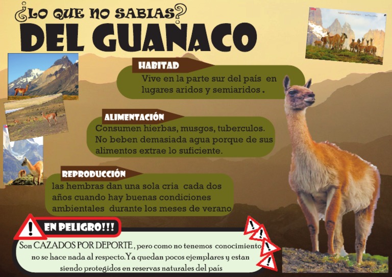Infografia Del Guanaco | PDF