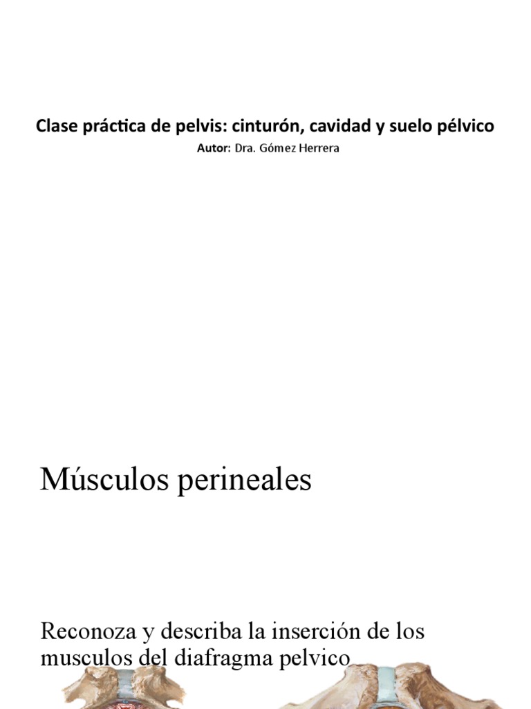 Musculos Del Perine | PDF