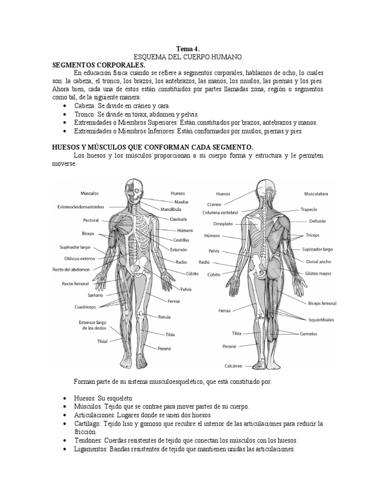 Tema 4 Deporte | PDF | Ejercicio aerobico | Articulación