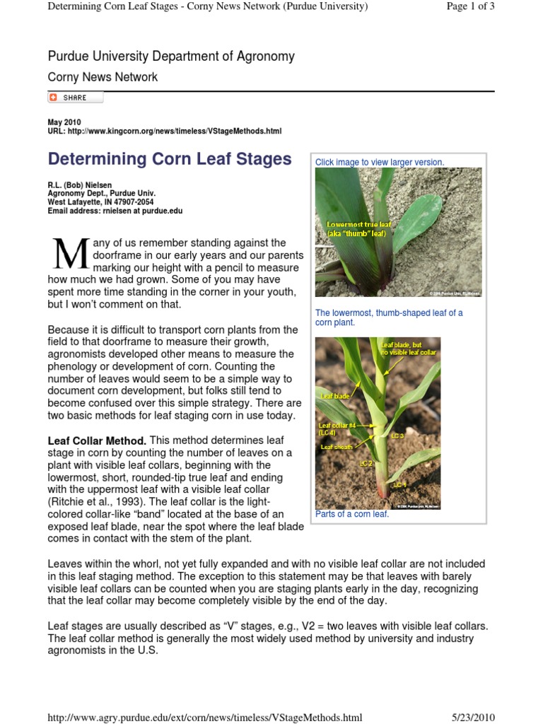 Determining Corn Leaf Stages PURDUE UNIVERSITY | PDF | Leaf | Plant Stem