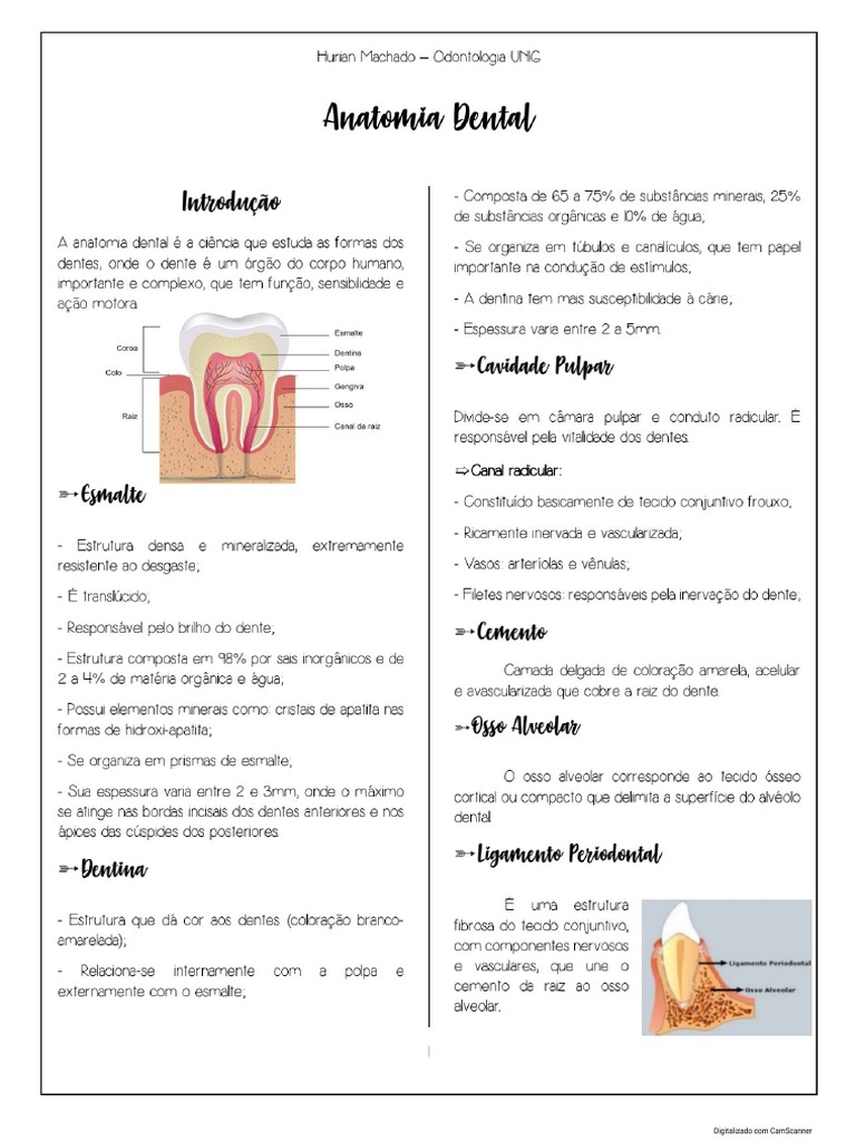 Anatomia Dental | PDF