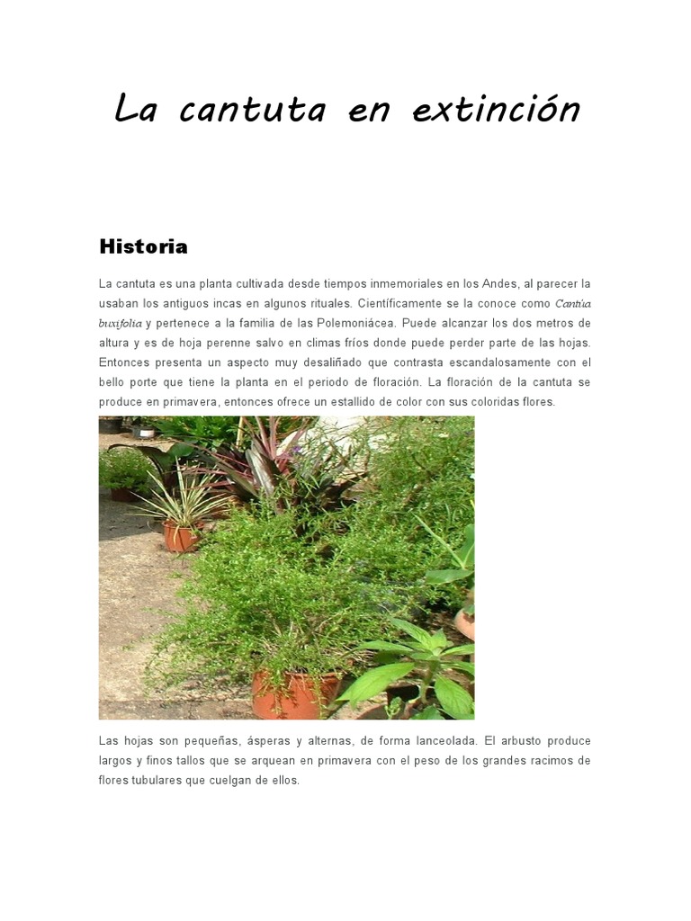 La Cantuta en Extinción | PDF
