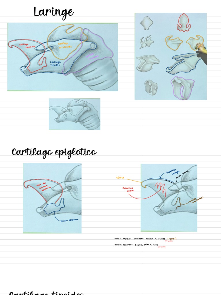 Cartílago Corniculado en la Laringe | PDF | Laringe | Otorrinolaringología