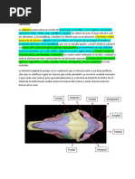 Anatomía del húmero en perros | PDF | Codo | Sistema esquelético