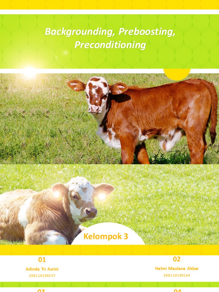 Kelompok 3 - Penggemukan Sapi Potong | PDF