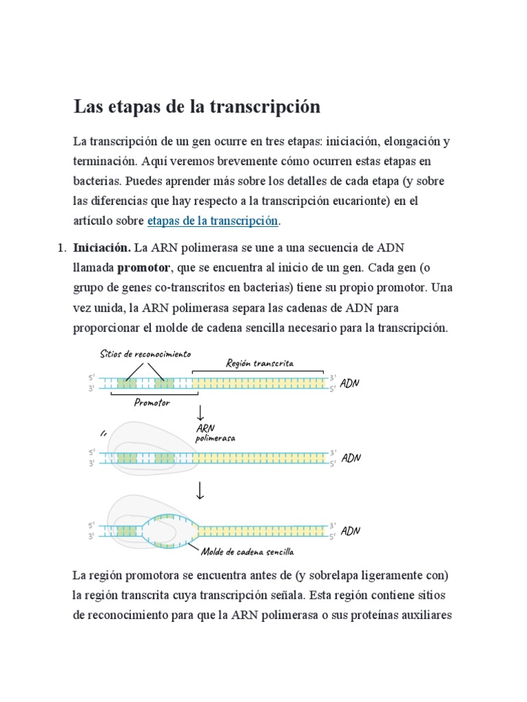 Las Etapas de La Transcripción | PDF | Codigo genetico | Messenger Rna